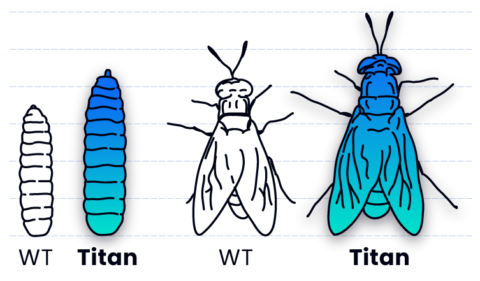 Accelerate Insect Farming with Breeding-as-a-Service