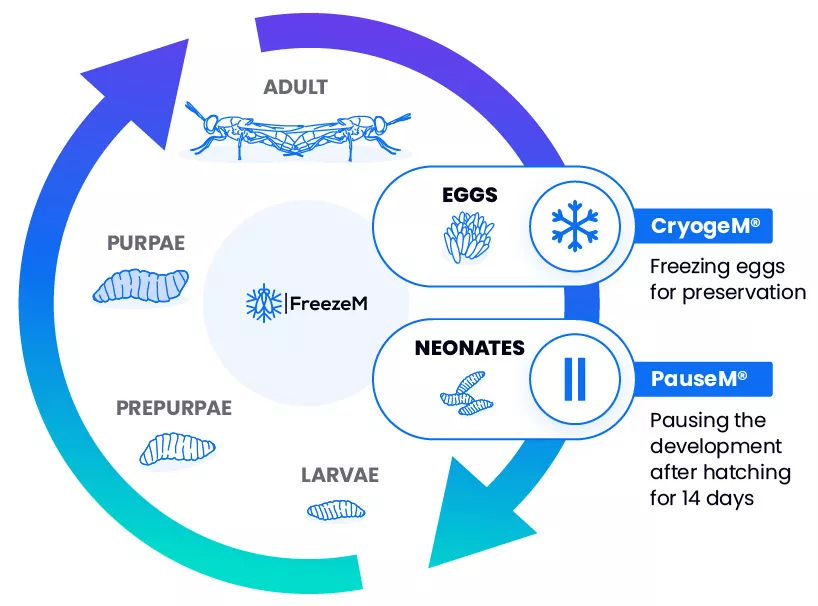 Discover the Power of PauseM®- The Ultimate Black Soldier Fly Breeding ...