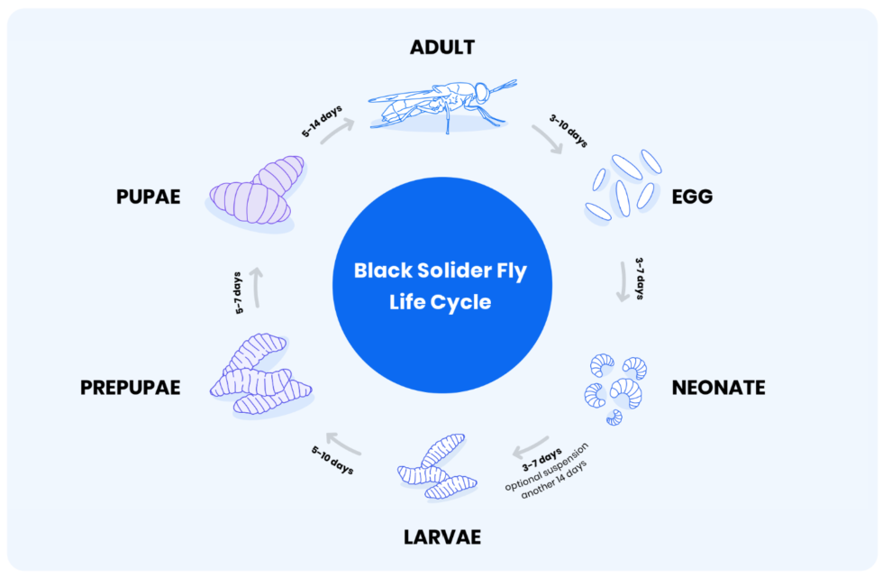 BSF Reproduction Challenges and Innovation | FreezeM