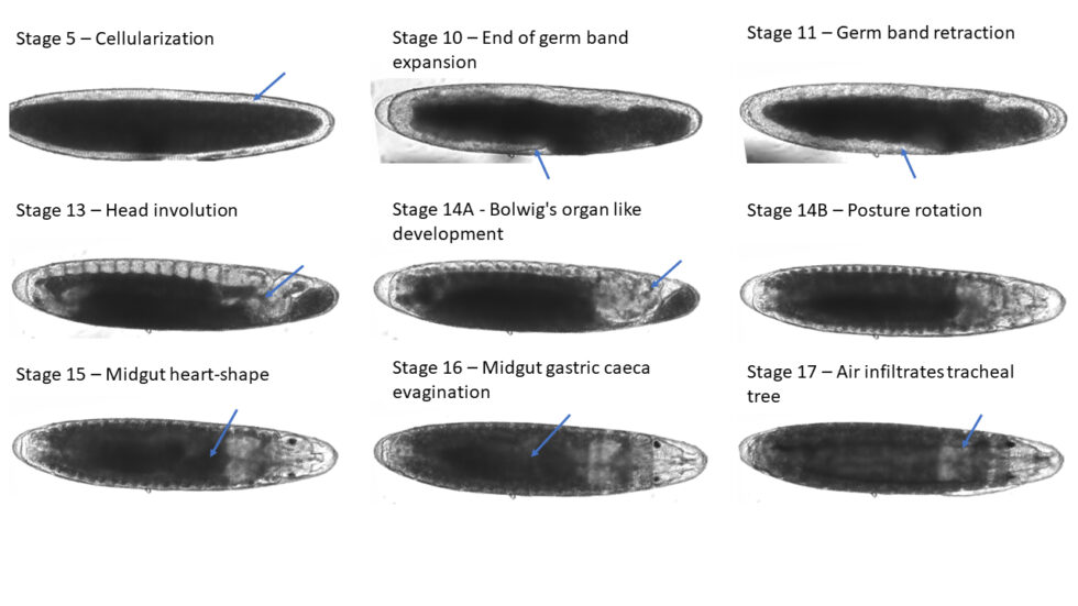 BSF Eggs. The Foundation of Every Successful Black Soldier Fly Farm ...
